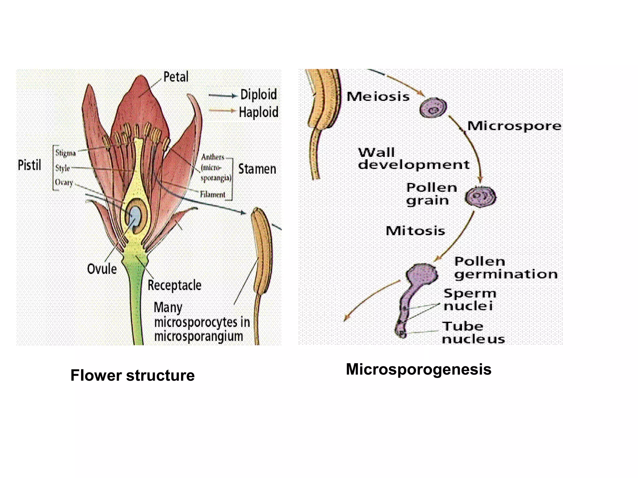 Sporogenesis& Gametogenesis.pptx