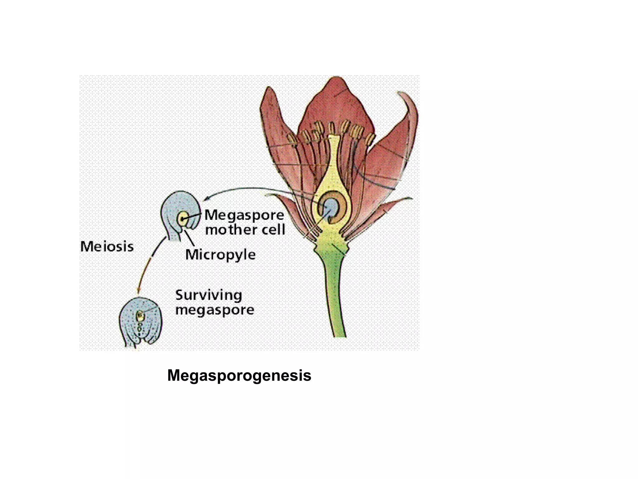 Sporogenesis& Gametogenesis.pptx
