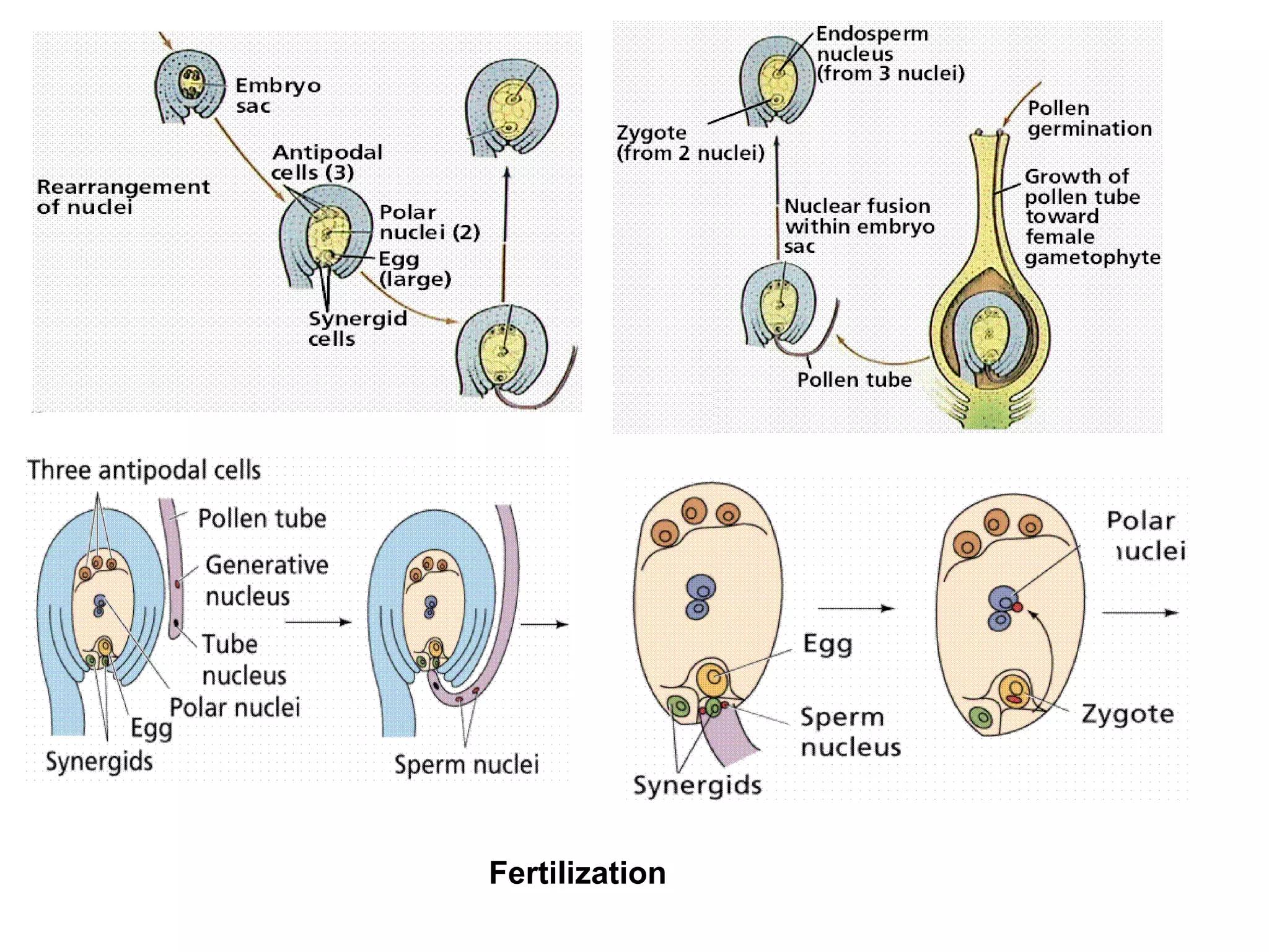 Sporogenesis& Gametogenesis.pptx