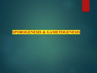 Sporogenesis& Gametogenesis.pptx