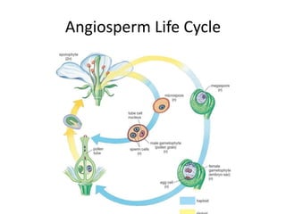 Sporogenesis& Gametogenesis.pptx