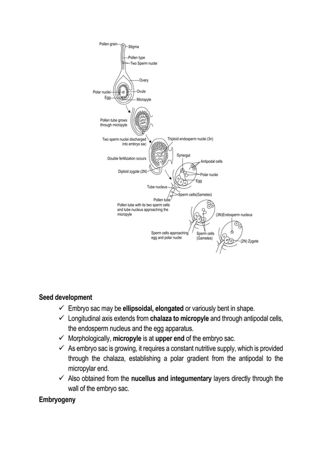Sporogenesis, Gametogenesis, Fertilization & Seed Development.pdf