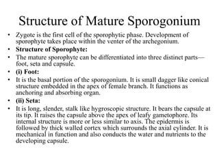 Sporogonium of funaria | PPTX