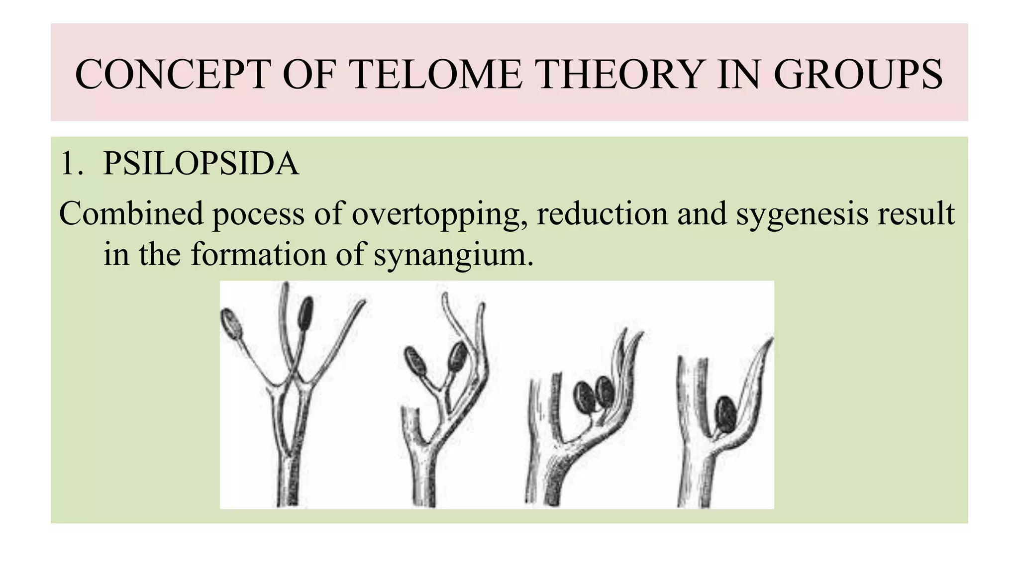 Sporophytic evolution of pteridophytes | PPTX