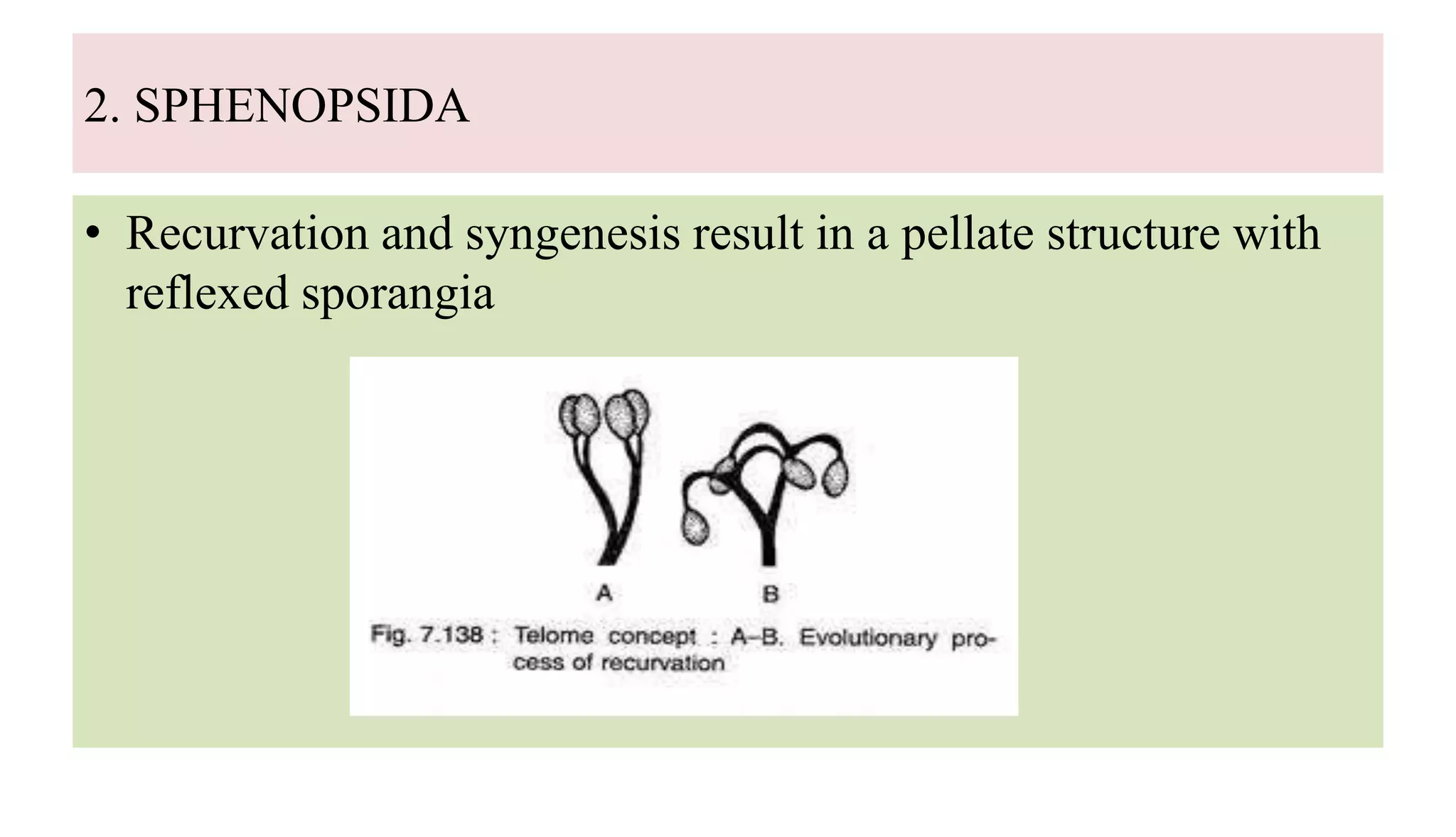 Sporophytic evolution of pteridophytes | PPTX