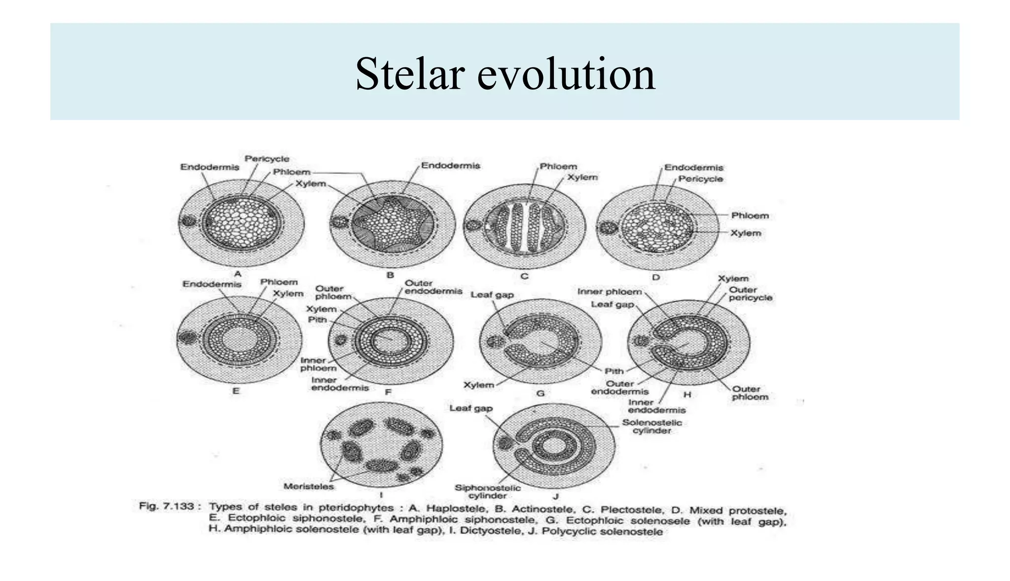 Sporophytic evolution of pteridophytes | PPTX