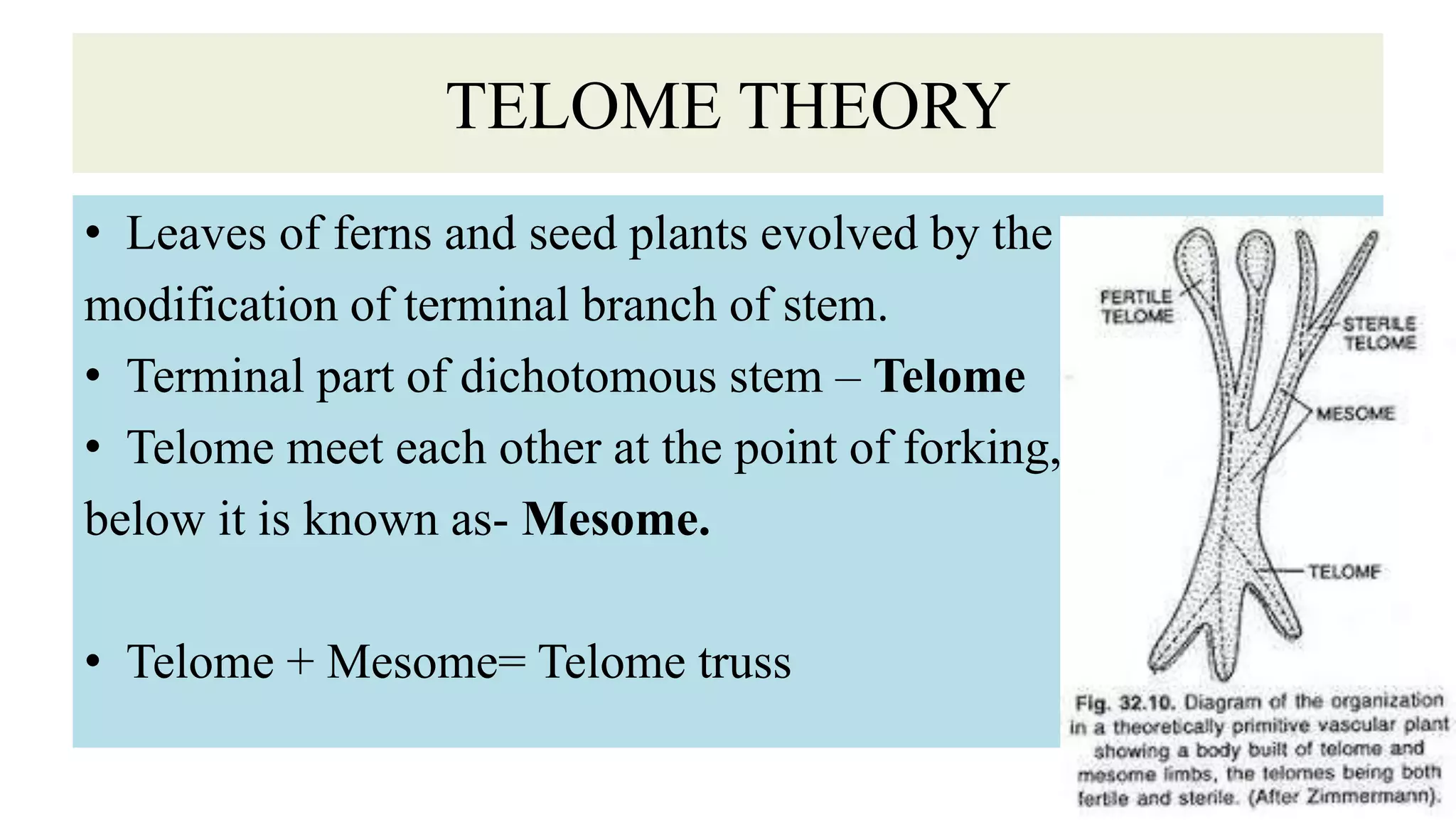 Sporophytic evolution of pteridophytes | PPTX | Gardening | Home & Garden