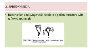 Sporophytic evolution of pteridophytes | PPTX