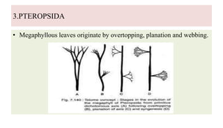Sporophytic evolution of pteridophytes | PPTX