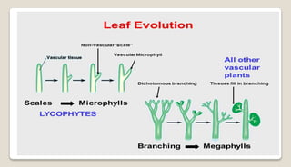 Sporophytic evolution of pteridophytes | PPTX