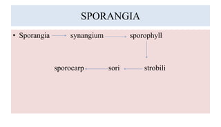 Sporophytic evolution of pteridophytes | PPTX