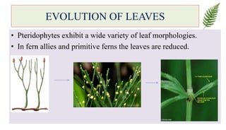 Sporophytic evolution of pteridophytes | PPTX