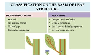 Sporophytic evolution of pteridophytes | PPTX