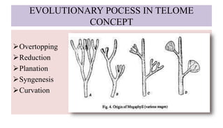 Sporophytic evolution of pteridophytes | PPTX | Gardening | Home & Garden