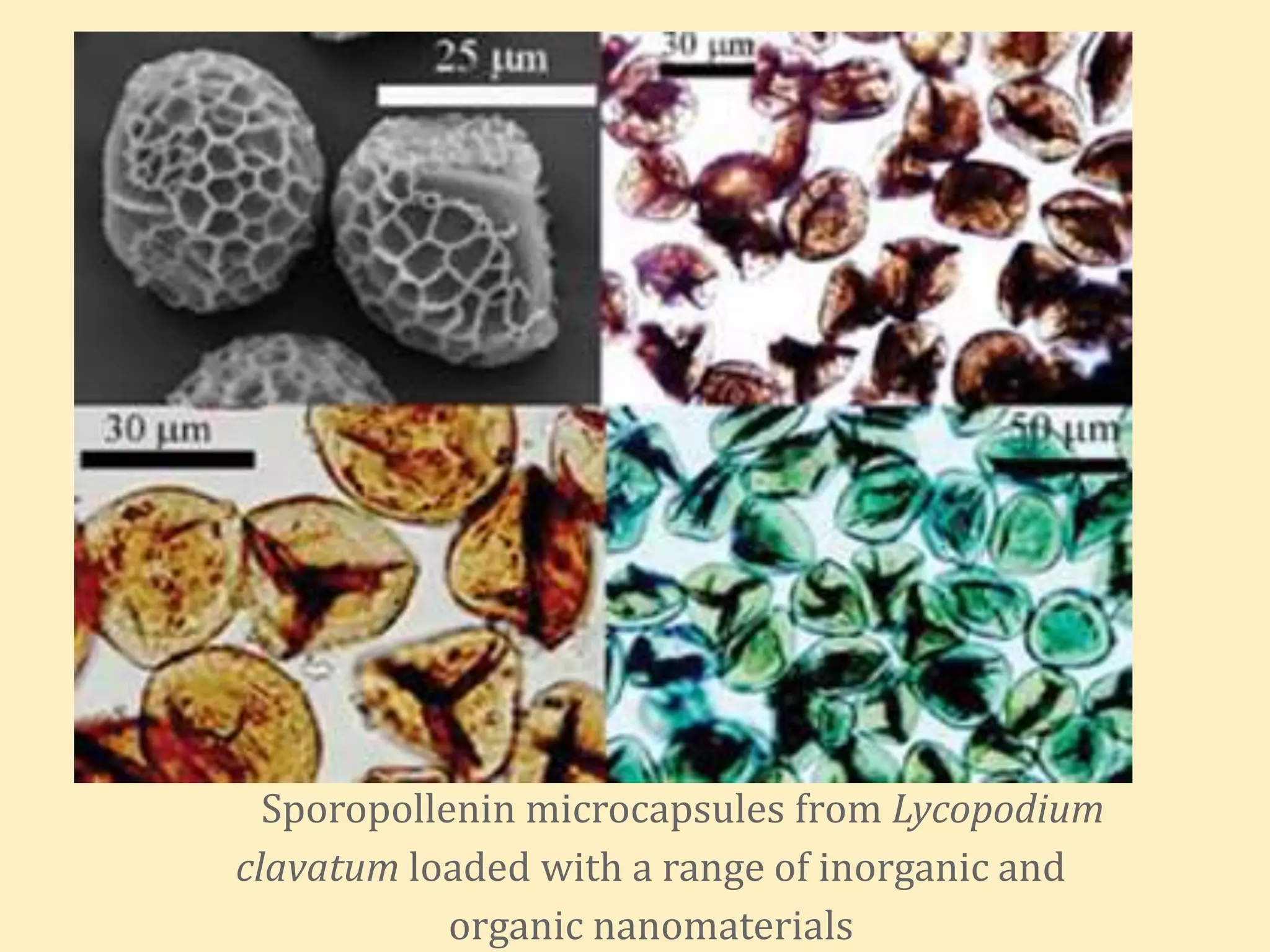 Sporopollenin- nature, properties and uses | PPTX