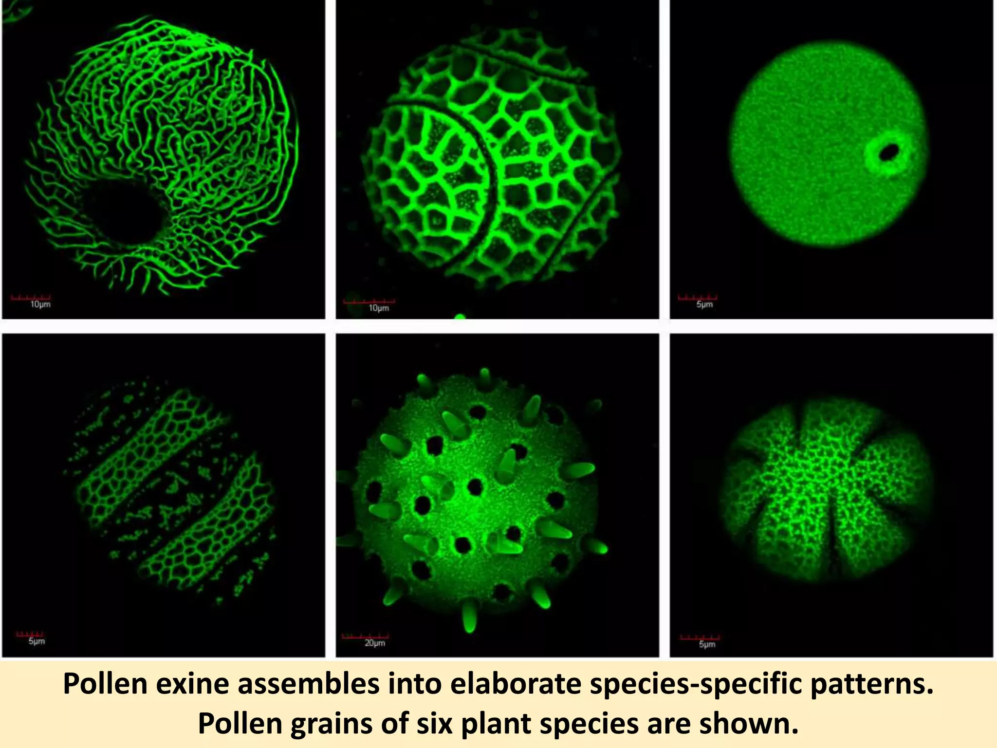Sporopollenin- nature, properties and uses | PPTX