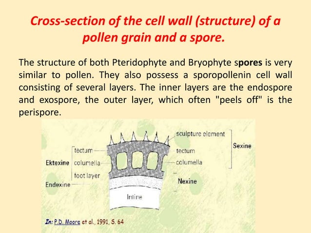 Sporopollenin- nature, properties and uses | PPT