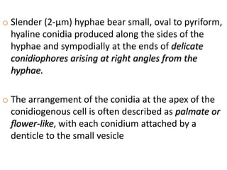 Sporotrichosis & chromoblatomycosis | PPTX