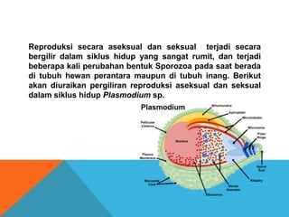 Biologi - Sporozoa | PPTX