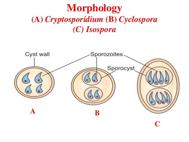 Sporozoa II