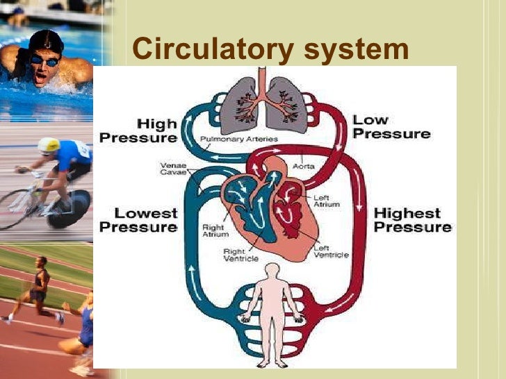 Sport and exercise massage session 2
