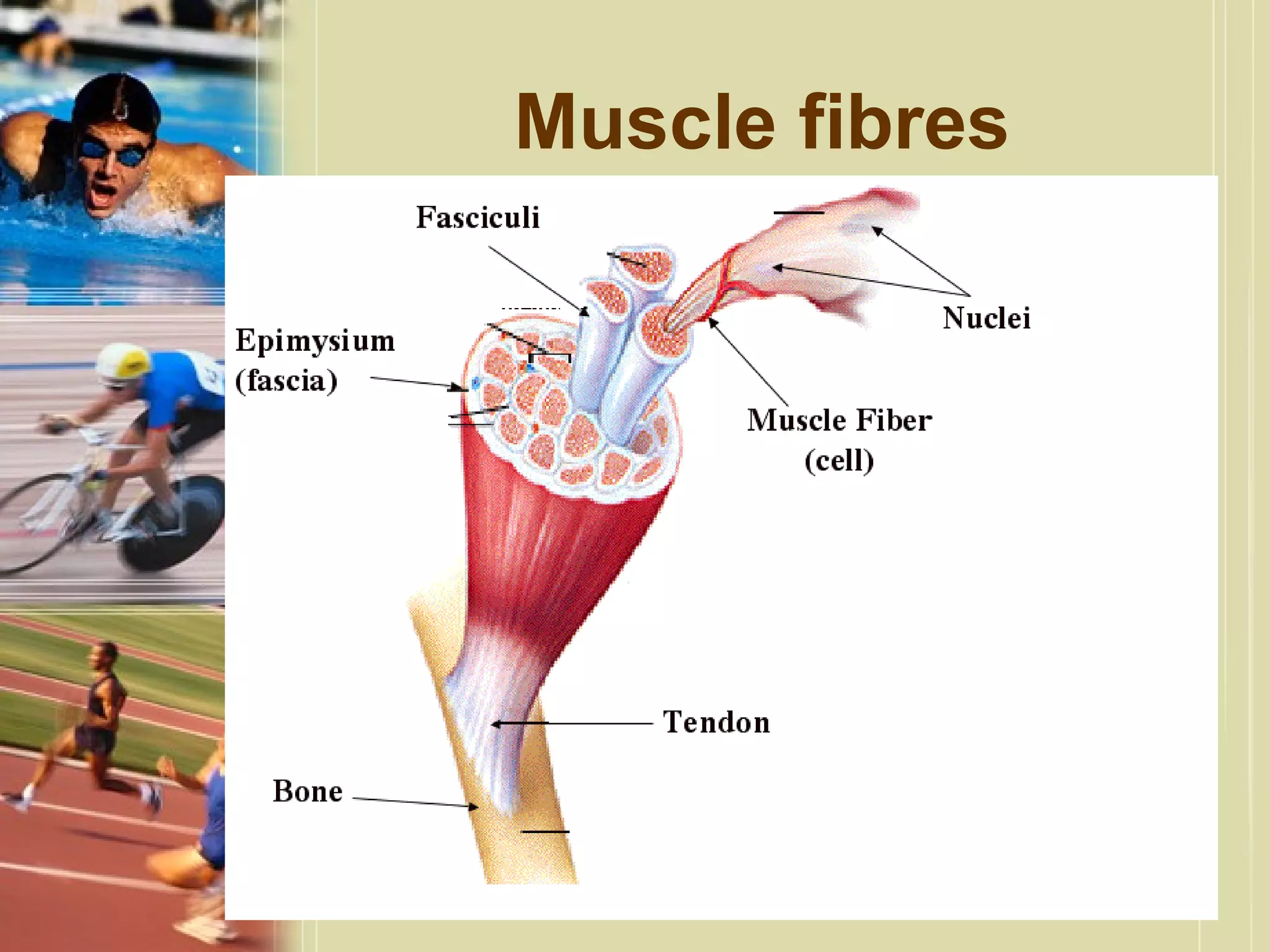 Sport injuries physiological resposes (muscle strain) | PPT