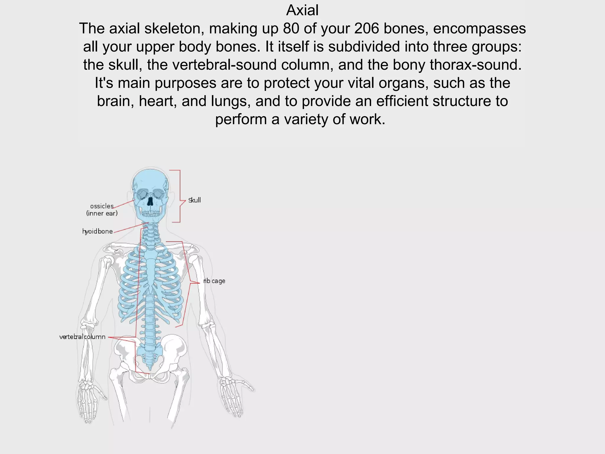 Sport skeletal system | PPT