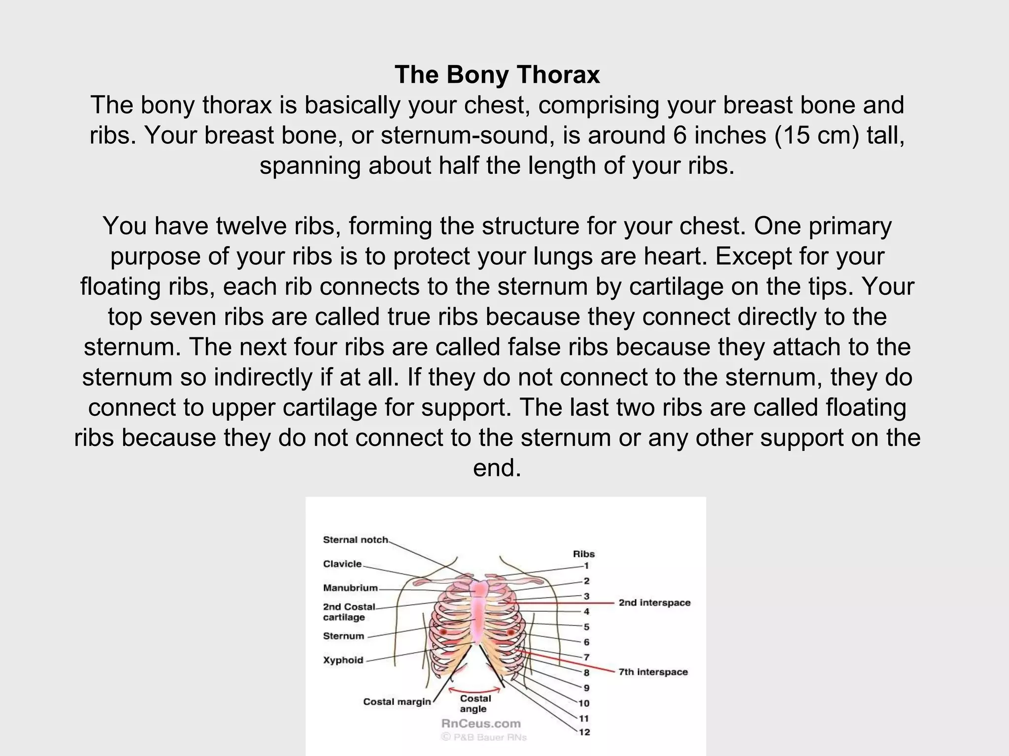 Sport skeletal system | PPT
