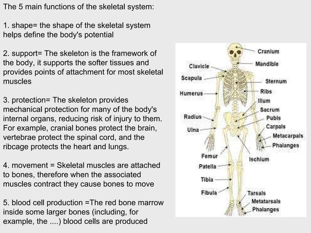 Sport skeletal system | PPT