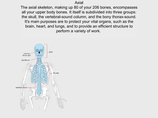 Sport skeletal system | PPT | Death, Injury, or Military Conflict ...