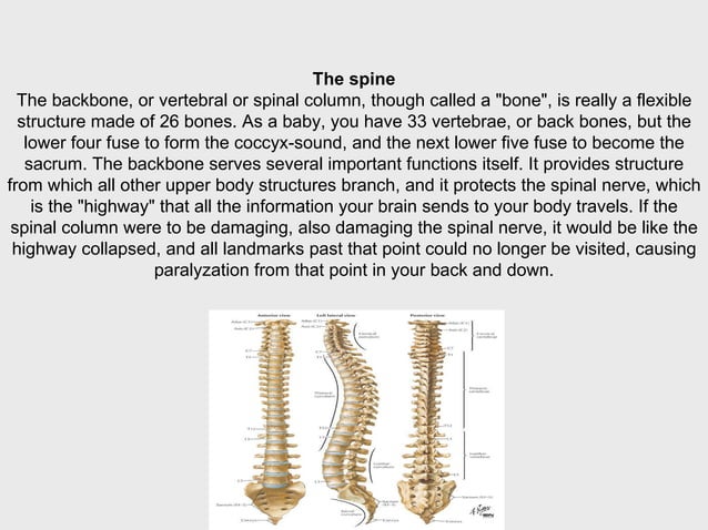 Sport skeletal system | PPT