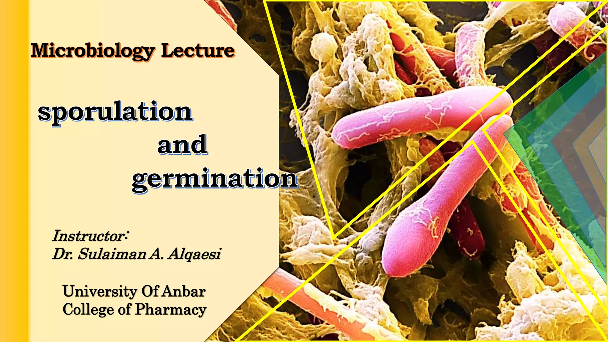Sporulation in bacteria.pptx