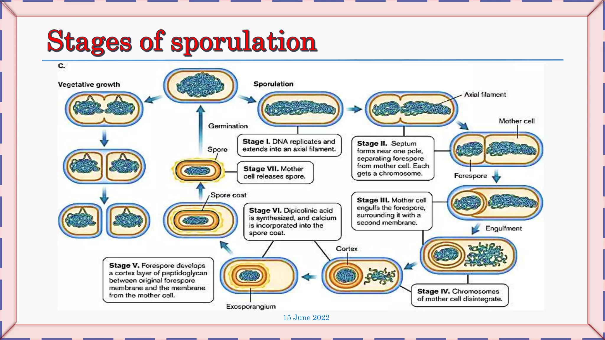 Sporulation in bacteria.pptx