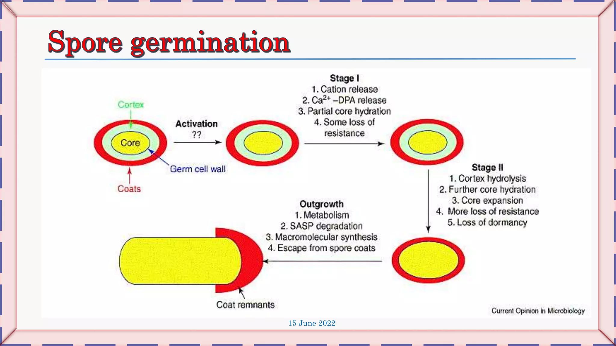 Sporulation in bacteria.pptx