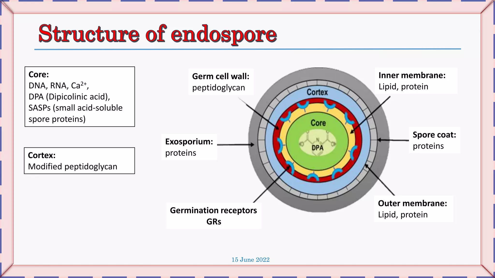 Sporulation in bacteria.pptx