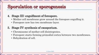 Sporulation in bacteria.pptx