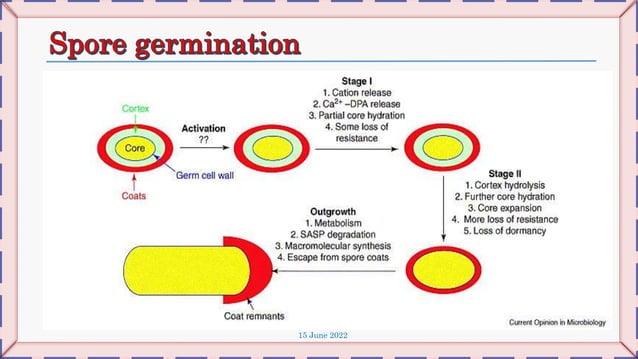 Sporulation in bacteria.pptx