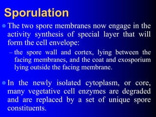 Sporulation.ppt