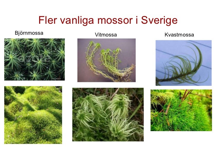 Sporväxter