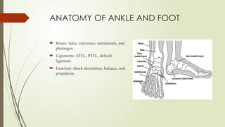 SPOT ANATOMY and relevance of anatomy in sport | PPT