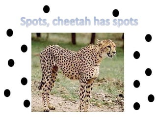 Spots and stripes | PDF