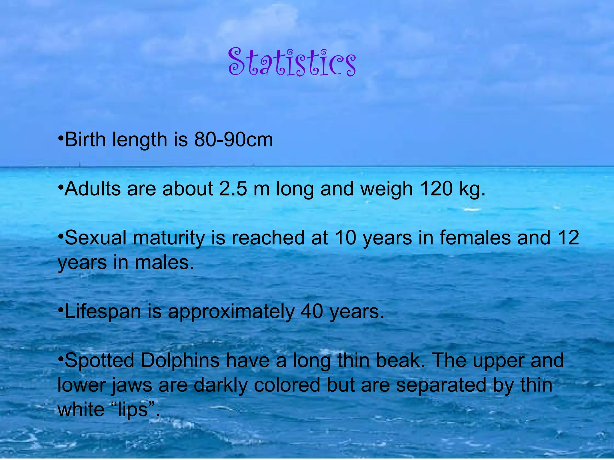 Spotted dolphin | PPT