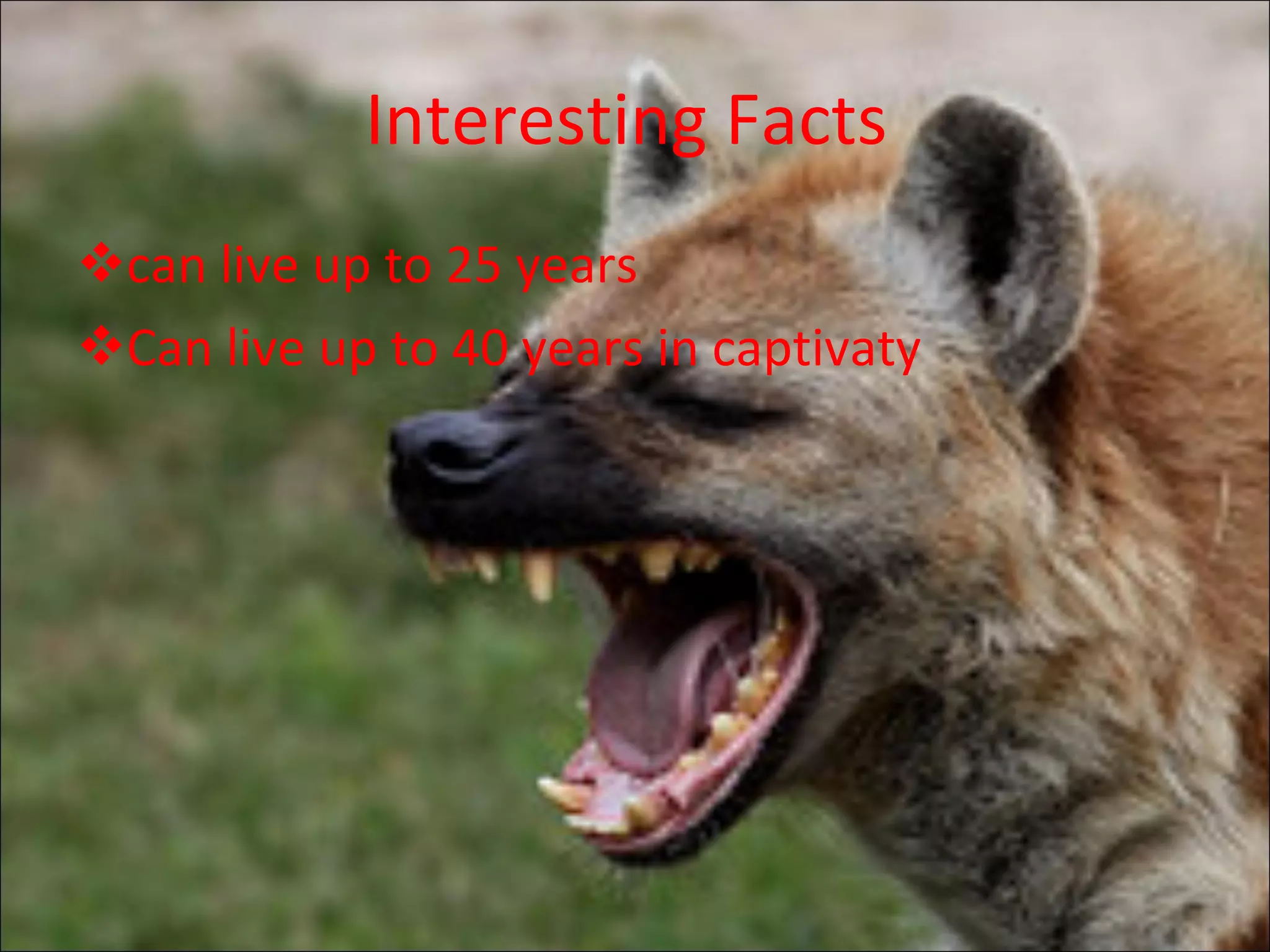 Spotted hyena | PPT