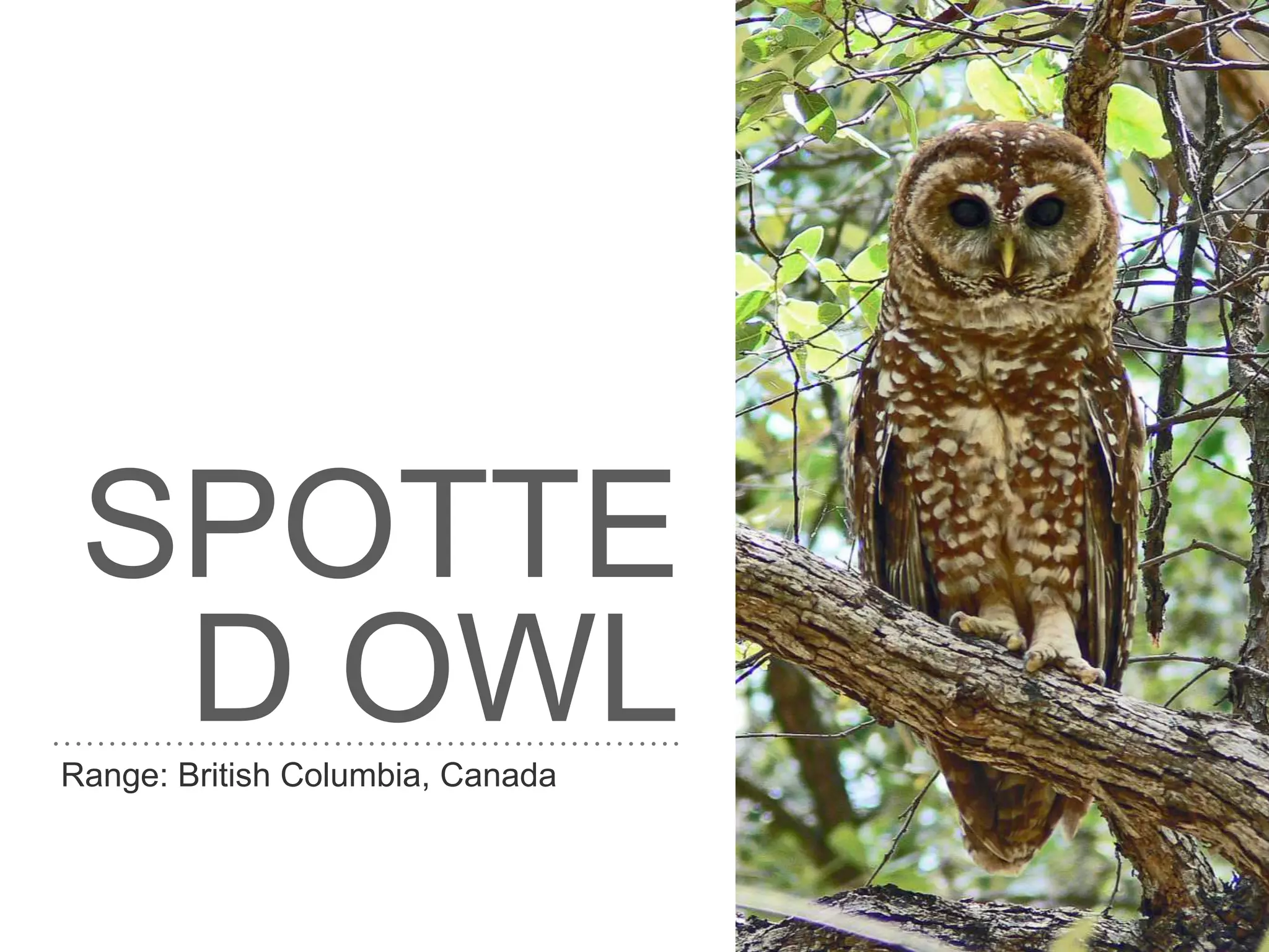Spotted Owls English 10 | PPTX