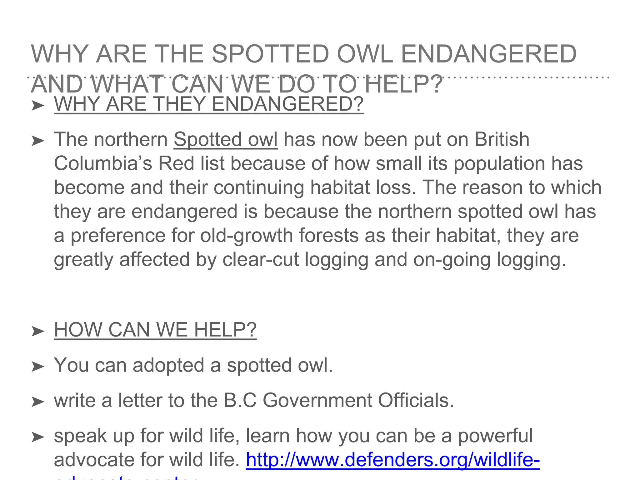 Spotted Owls English 10 | PPTX