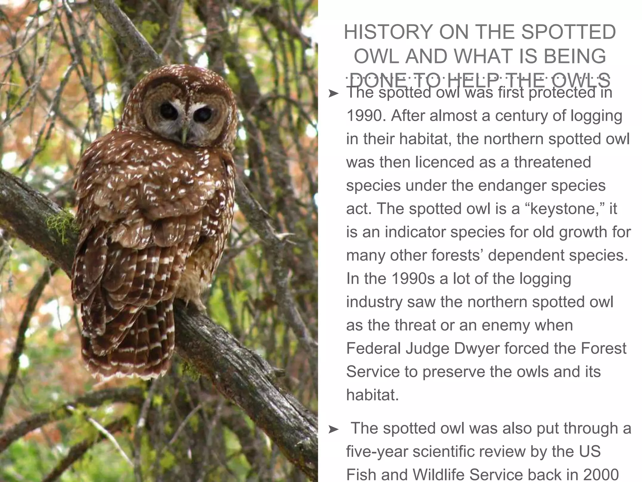 Spotted Owls English 10 | PPTX