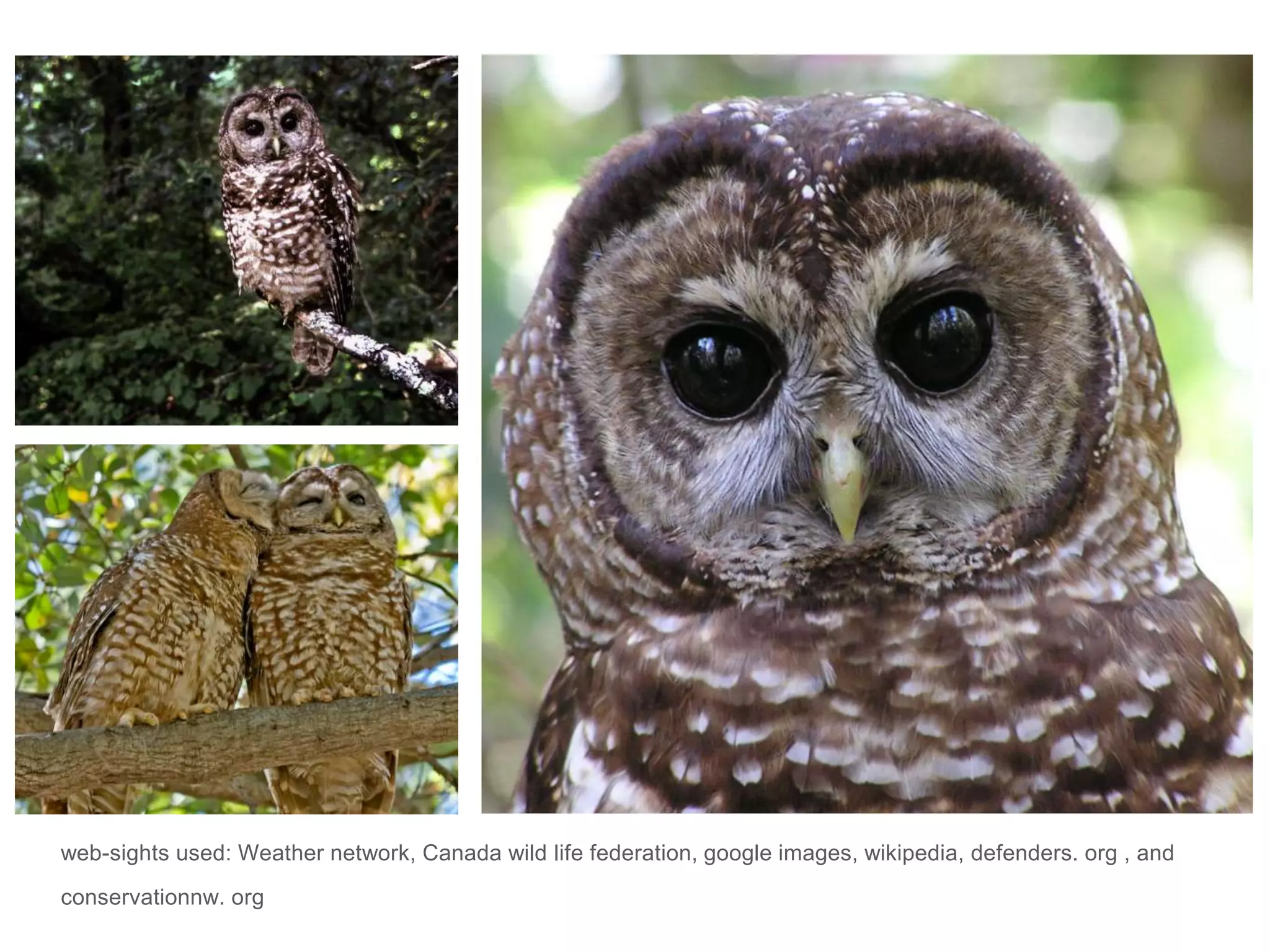 Spotted Owls English 10 | PPTX