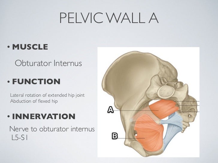 Obturator Internus Muscle