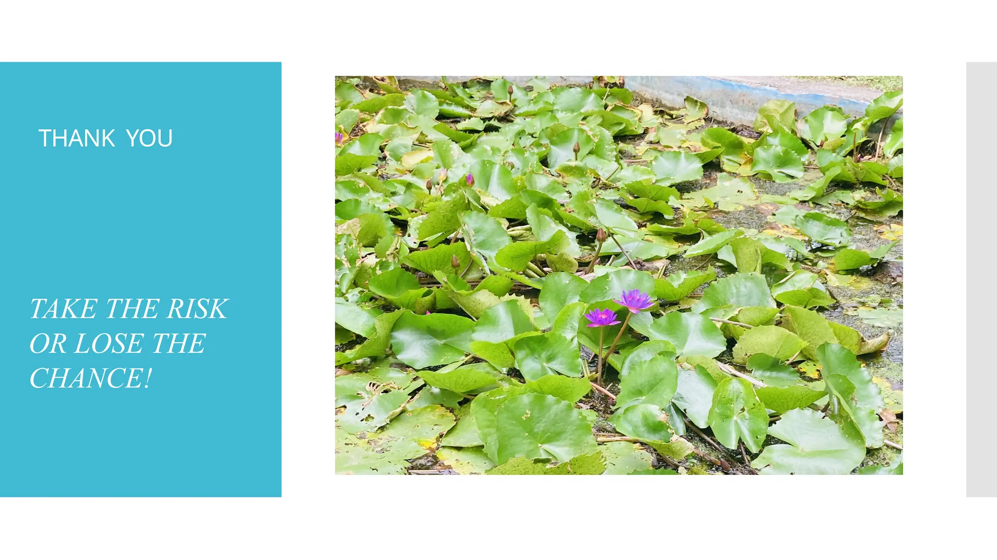 Plastic surgery spotter anotia types copy.pptx