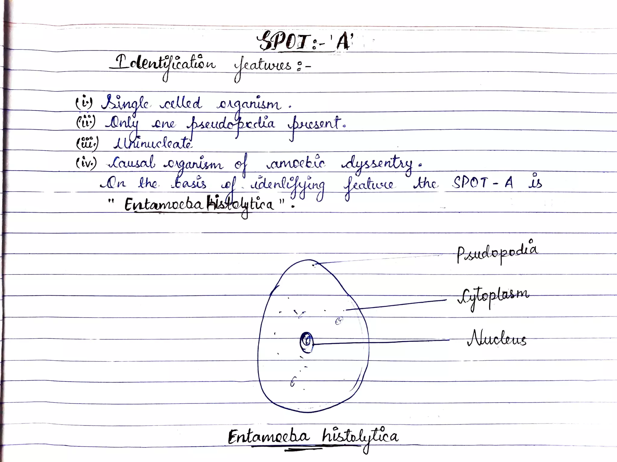 Spotting.AnswerSheet.pdf
